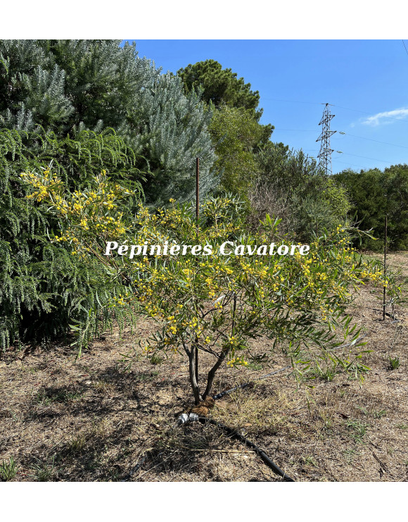Acacia anceps var. angustifolia