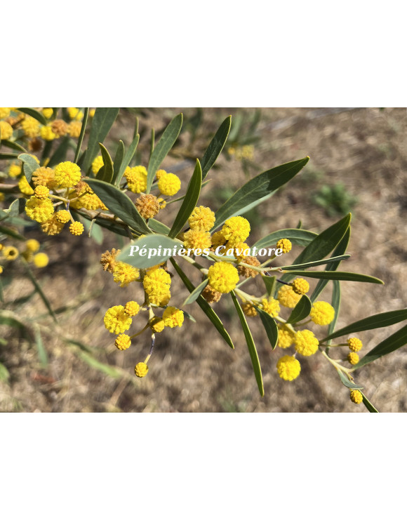 Acacia anceps var. angustifolia