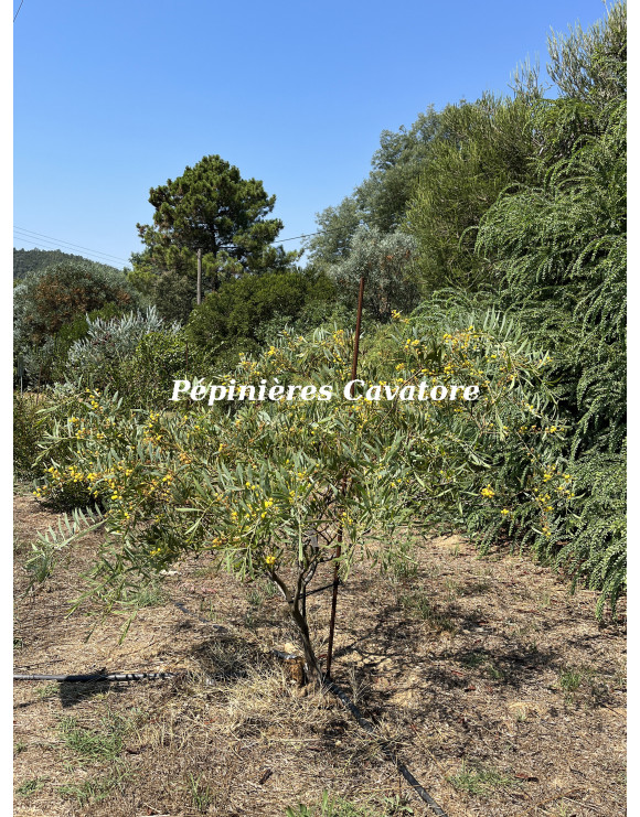 Acacia anceps var. angustifolia