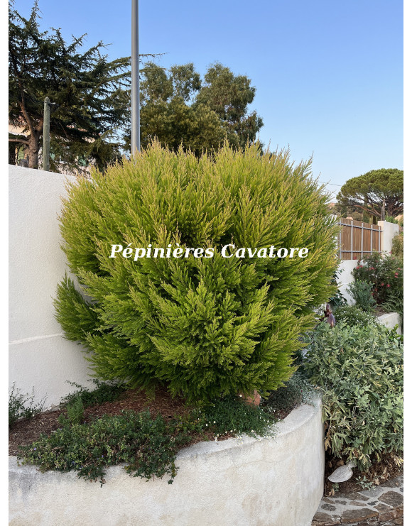 Acacia fimbriata 'Dwarf'