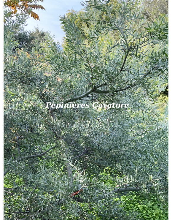 Acacia meisneri