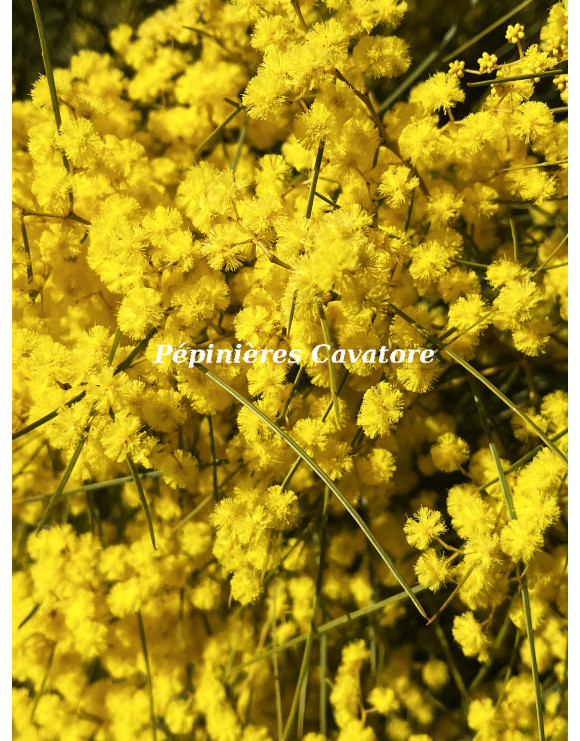 Acacia adunca