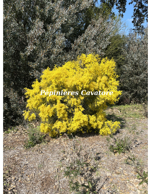 Acacia adunca