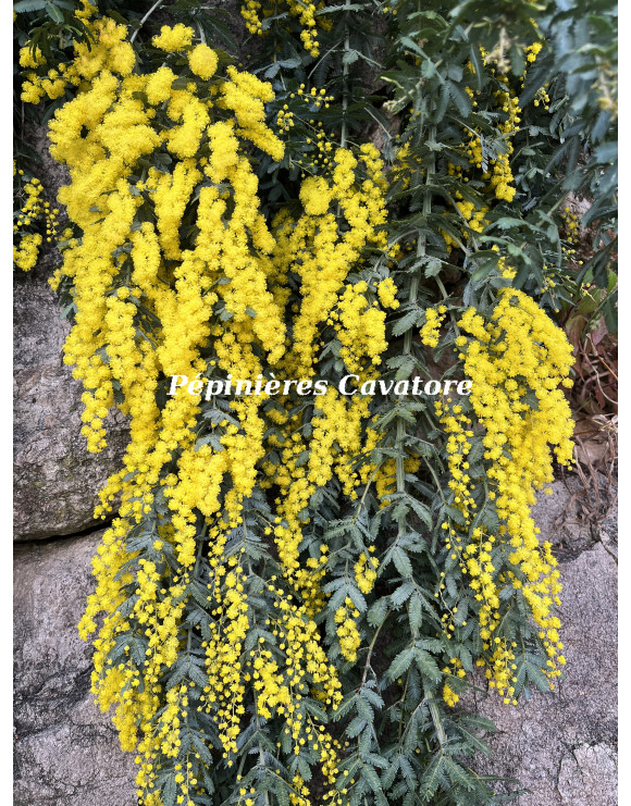 Acacia baileyana 'Prostrate'