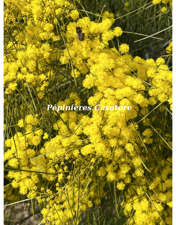 Acacia adunca