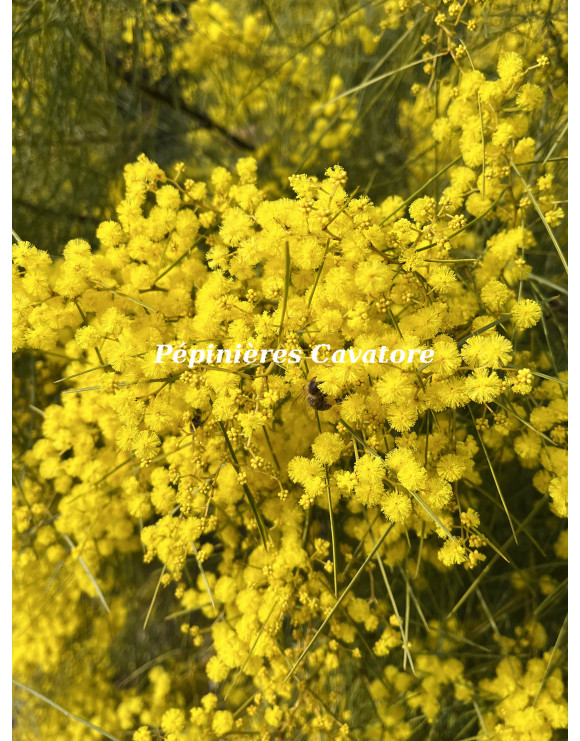 Acacia adunca