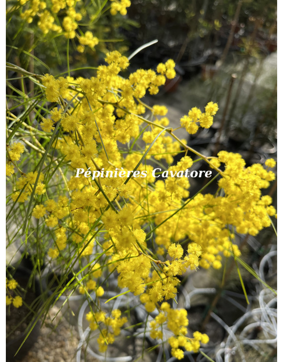 Acacia adunca
