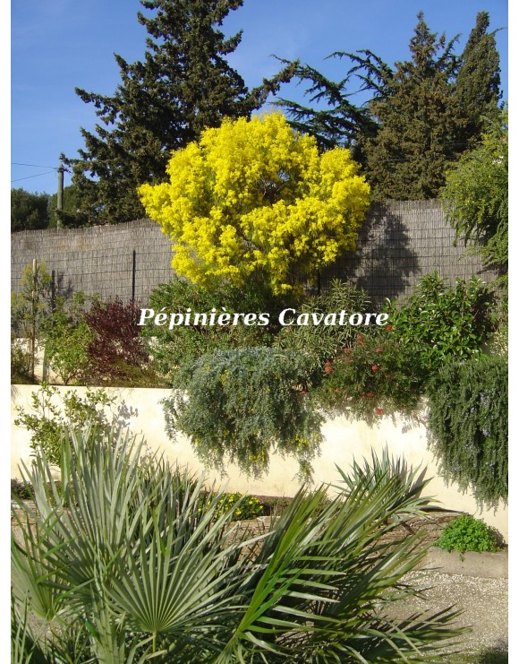 Acacia adunca