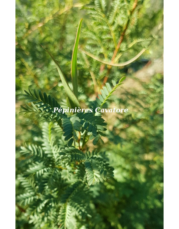 Acacia rubida