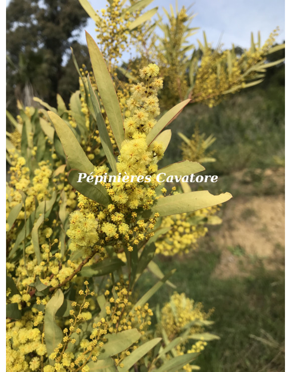 Acacia rubida