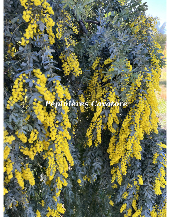 Acacia baileyana 'Prostrate' 1/2 tige